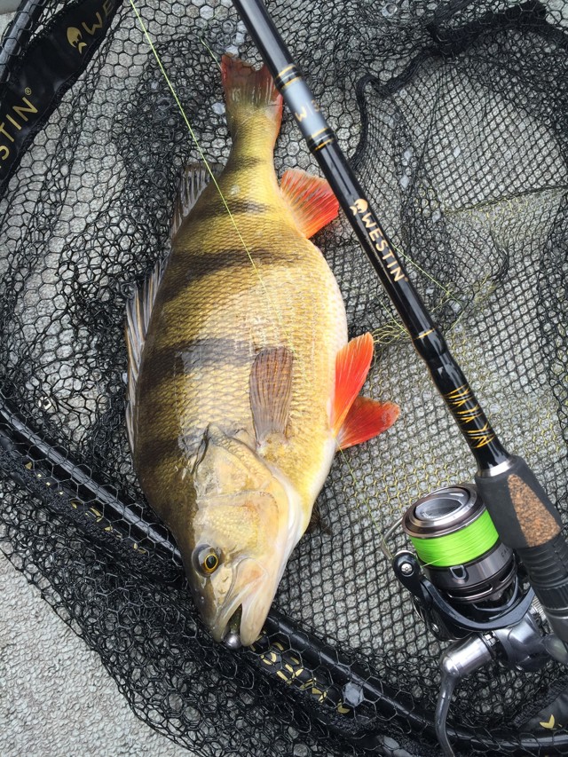 Perch fishing with lures | Westin Fishing